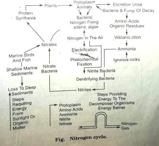 BBA Environmental Studies Ecosystems Notes in PDF - Cyber Point Solution